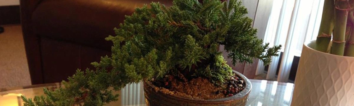 Solution Informed Mindfulness Therapy