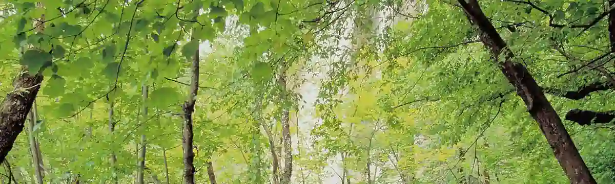 Solution Informed Mindfulness Therapy