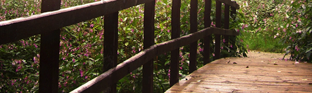 Solution Informed Mindfulness Therapy