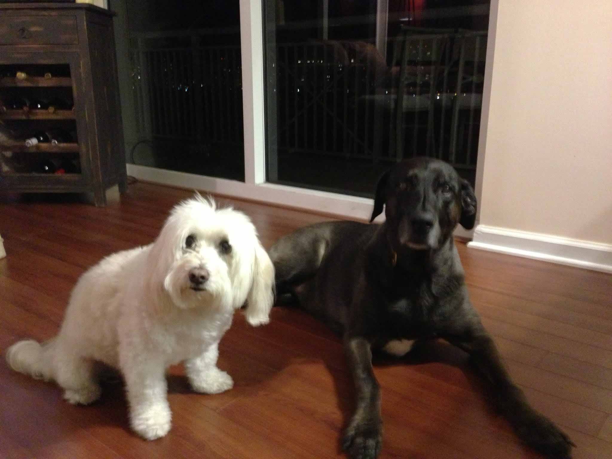 Man's Best Friend | Therapy & Mindfulness Issues And Discussions ...